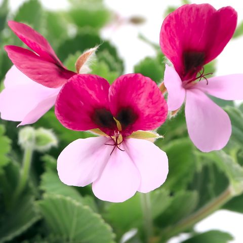 dショッピング |（観葉植物）パンジーゼラニウム ハラムラ 5号（1鉢） | カテゴリ：苗の販売できる商品 | チャーム (023350552 ...