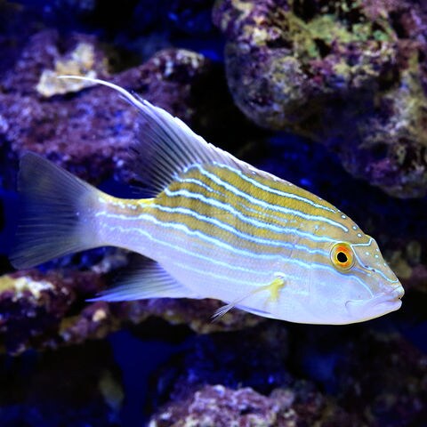 dショッピング |（海水魚）イトヒキフエダイ 幼魚（1匹） 北海道・九州航空便要保温 | カテゴリ：海水魚の販売できる商品 | チャーム ...