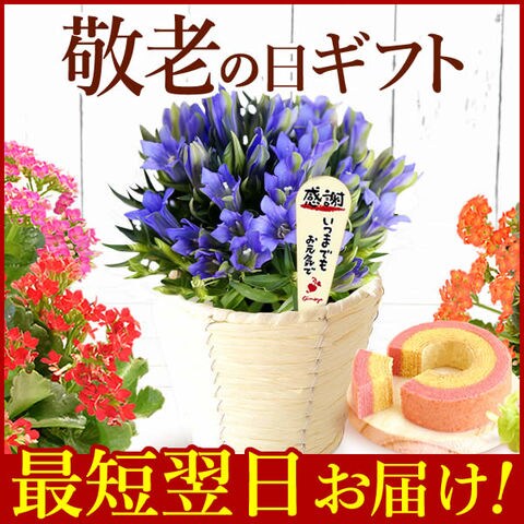 dショッピング |敬老の日 ギフト 【最短日程でお届けします】 生花 お菓子 りんどう 3号鉢 flower-aset | カテゴリ：贈答用 ...