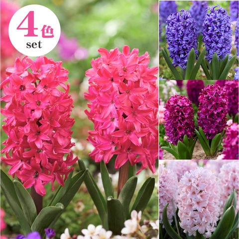 dショッピング |【ご予約品 10月上旬より順次発送】ヒヤシンス 球根 4球セット ヒアシンス ヤンボス ブルージャケット ウッドストック チャイナピンク 4色 香り も楽しめる | カテゴリ ...